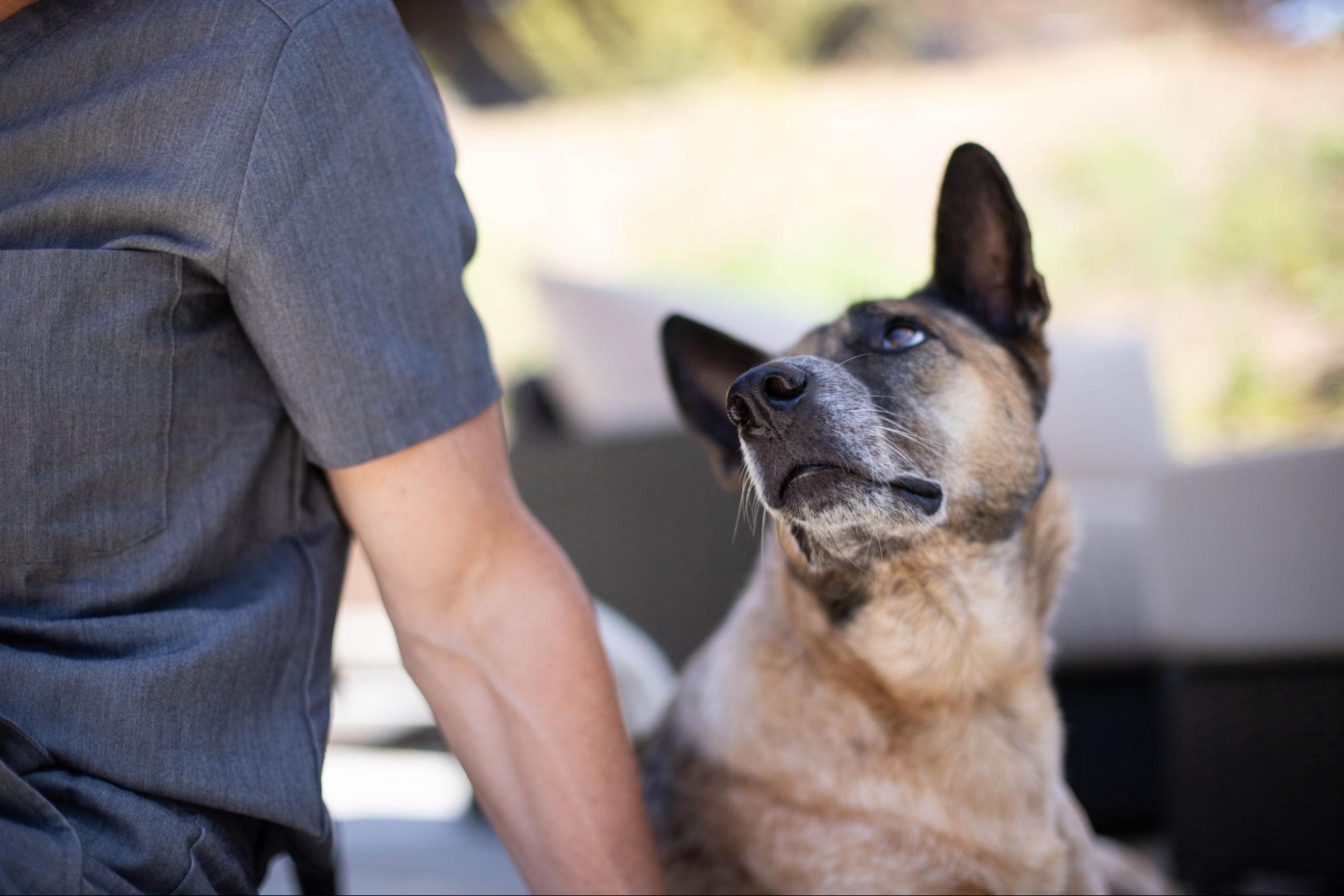 PetDesk - 7 Essential Steps to Prevent Your Pet from Getting Lost PetDesk - 7 Essential Steps to Prevent Your Pet from Getting Lost