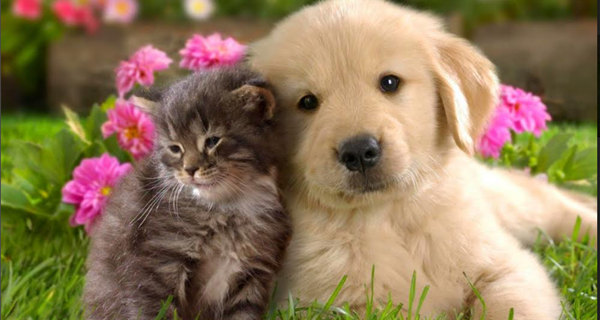 Morgan City Veterinary Hospital - Request an Appointment